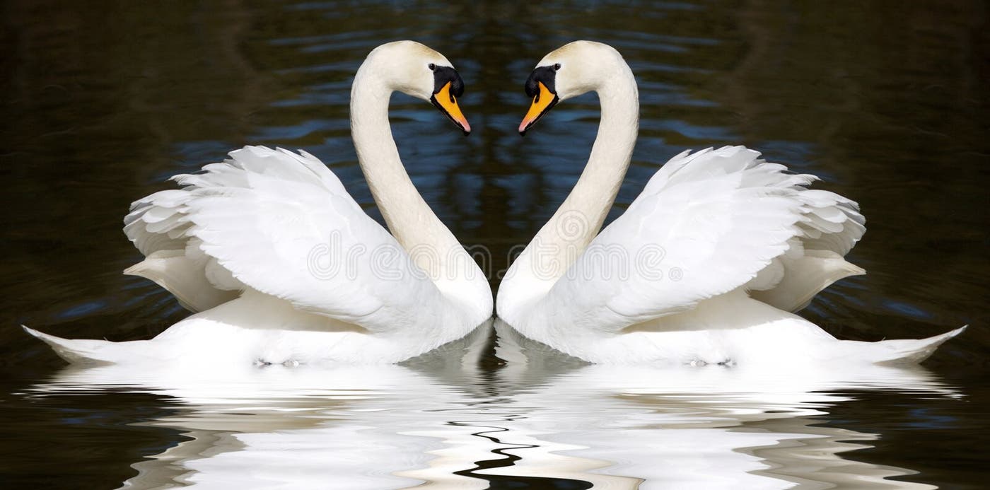 Kiss Two Swans Stock Photos - Free & Royalty-Free Stock Photos from ...