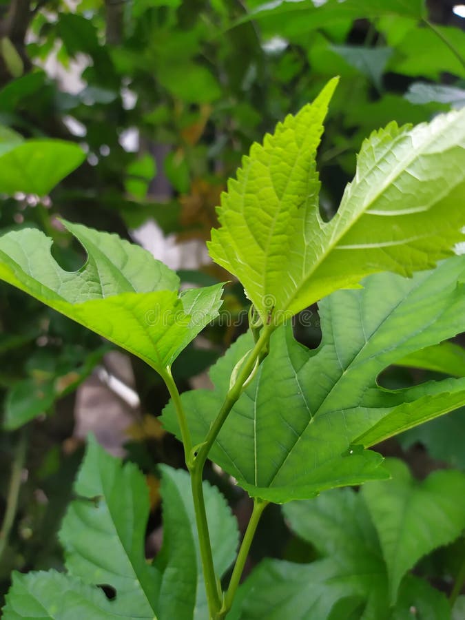 Low Angel Leave Leaves Green Stock Photo - Image of sunlight, food ...