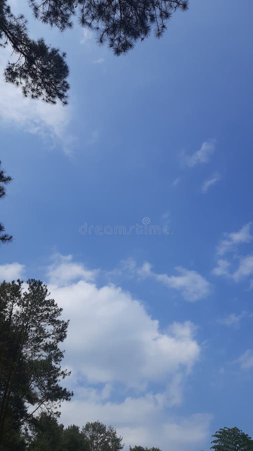 Low-angel Photography of Green Pine Trees Under Blue Clouded Sky Stock ...
