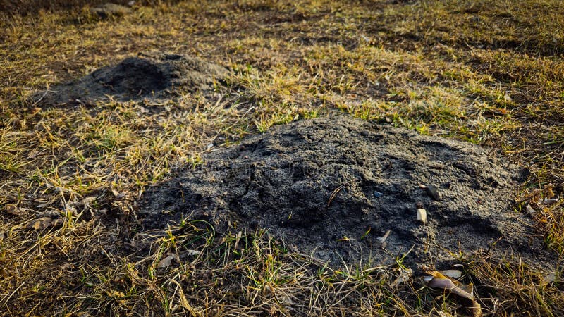 Low Angle View of Mounds of Dirt from S Pocket Gopher in Field or Yard ...