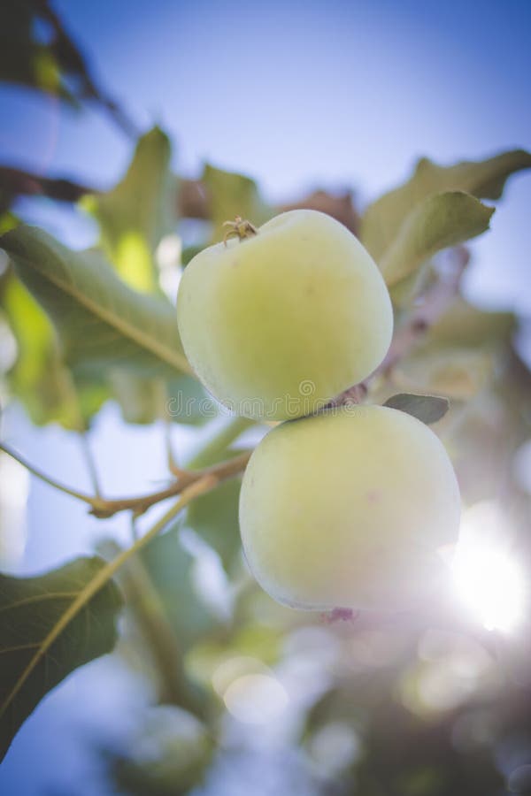Low Angle of Apples Growing on a Tree Stock Image - Image of natural ...