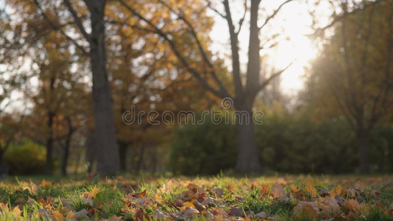 Low Angle Background of Park during Autumn Stock Photo - Image of ...