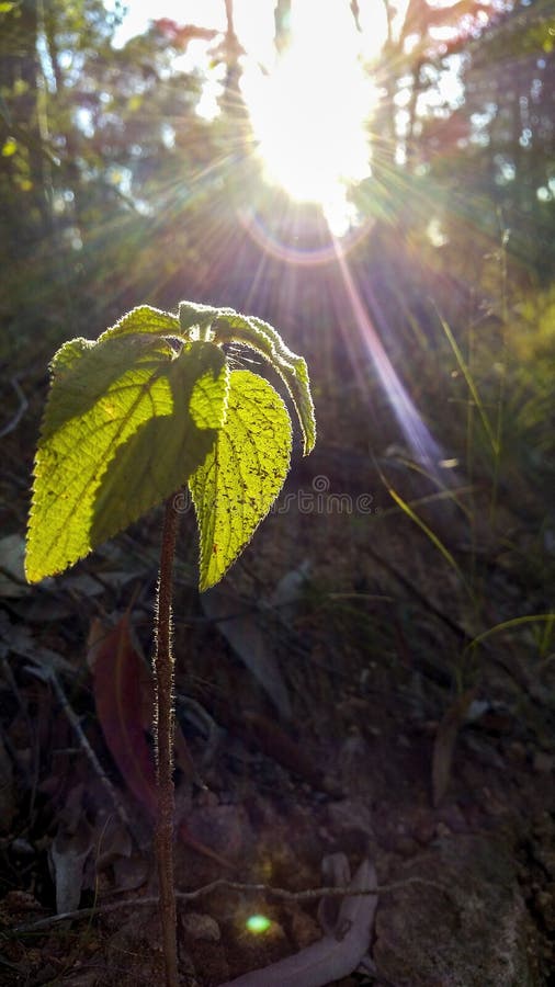 Low Angle Backlit View of a Young Plant Shoot Stock Image - Image of ...