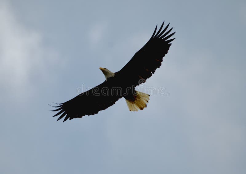 Low Angle of a Bald Eagle Flying in the Sky Stock Photo - Image of ...