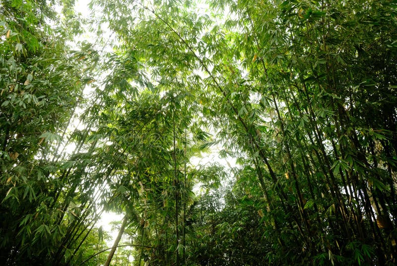 Low View Green Bamboo Forest Stock Photo - Image of backdrop, lights ...