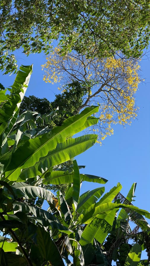Low Angle of Banana and Tabebuia Trees among Other Types of Greenery in ...