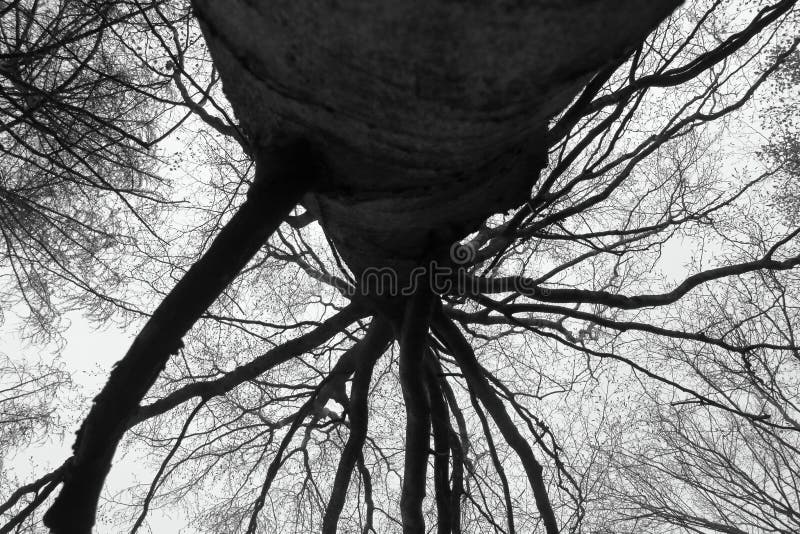 Low Angle of a Bare Tree Under a White Sky Stock Photo - Image of ...