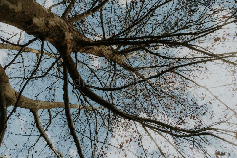 Low Angle of Bare Trees in a Tropical Forest Shot in Rio De Janeiro ...