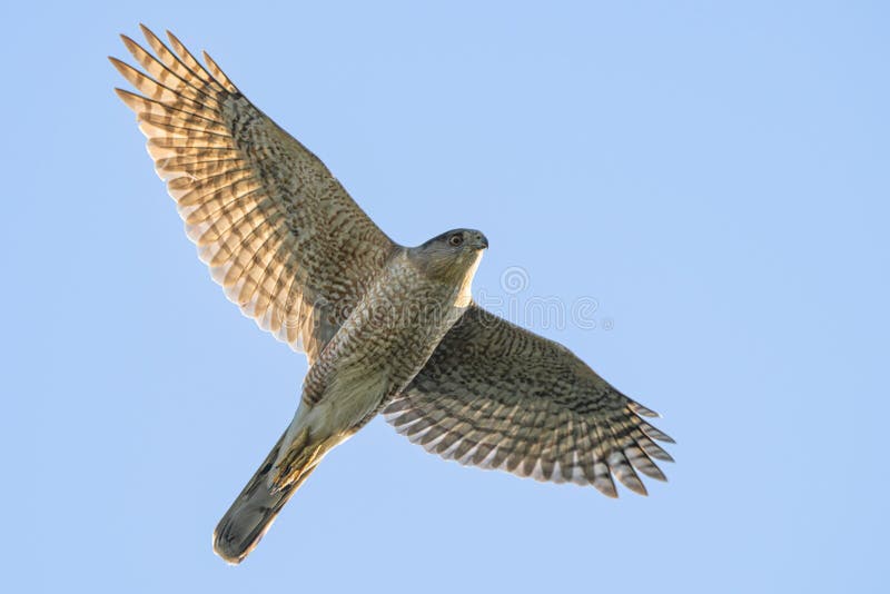 Low Angle of a Big Eurasian Sparrowhawk, Hawk Flying High in the Blue ...