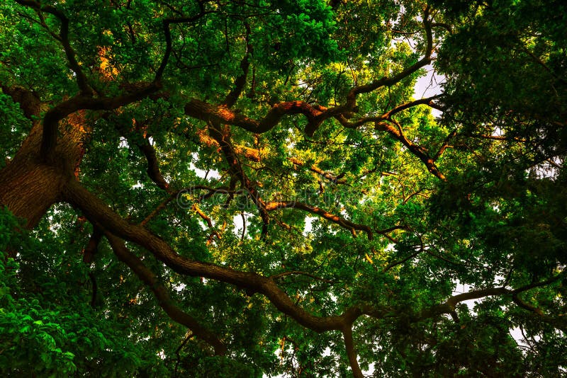 Low Angle of a Big Leafy Tree with Extensive Branches Against the ...