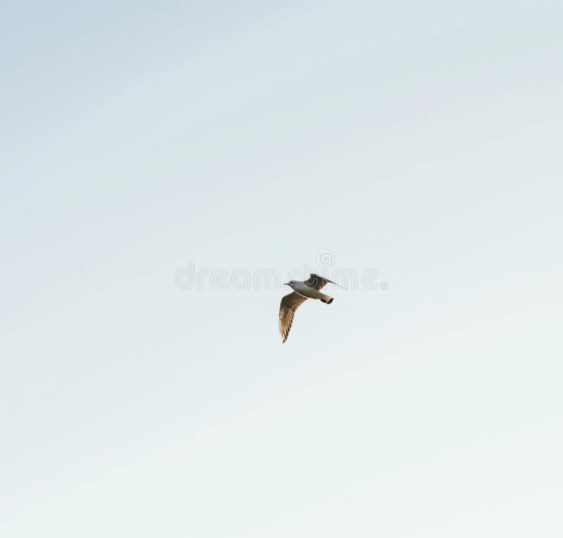 Low Angle Bird Sky. High Quality Photo Stock Photo - Image of high ...