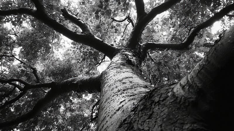 Lowangle Black and White Photo of a Large Tree Trunk and Branches ...
