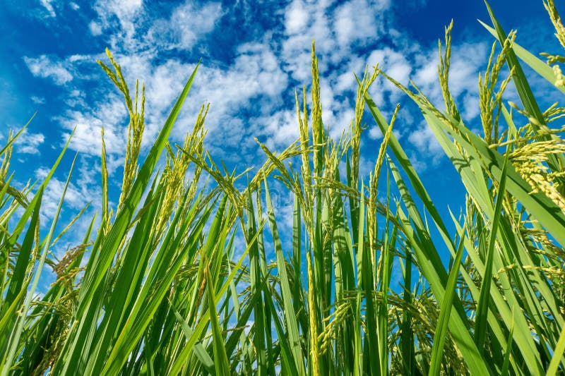 Low Angle Blue Sky and Green Paddy on Field Horizontal Composition ...