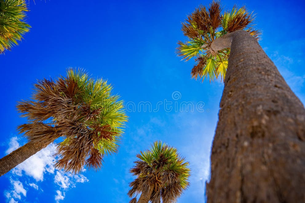 Low Angle Bokeh Palm Trees on Blue Sky Stock Photo - Image of miami ...