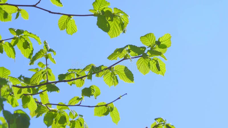 Low-angle of Branches of Spring Trees, Green Leaves Swaying in Wind ...