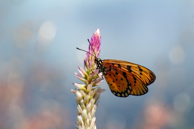 Low Angle Butterfly on the Flower Stock Image - Image of wildlife, wing ...