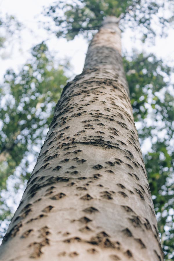 Low Angle Close Up of the Birch Tree Bark Texture and Green Leaf Stock ...