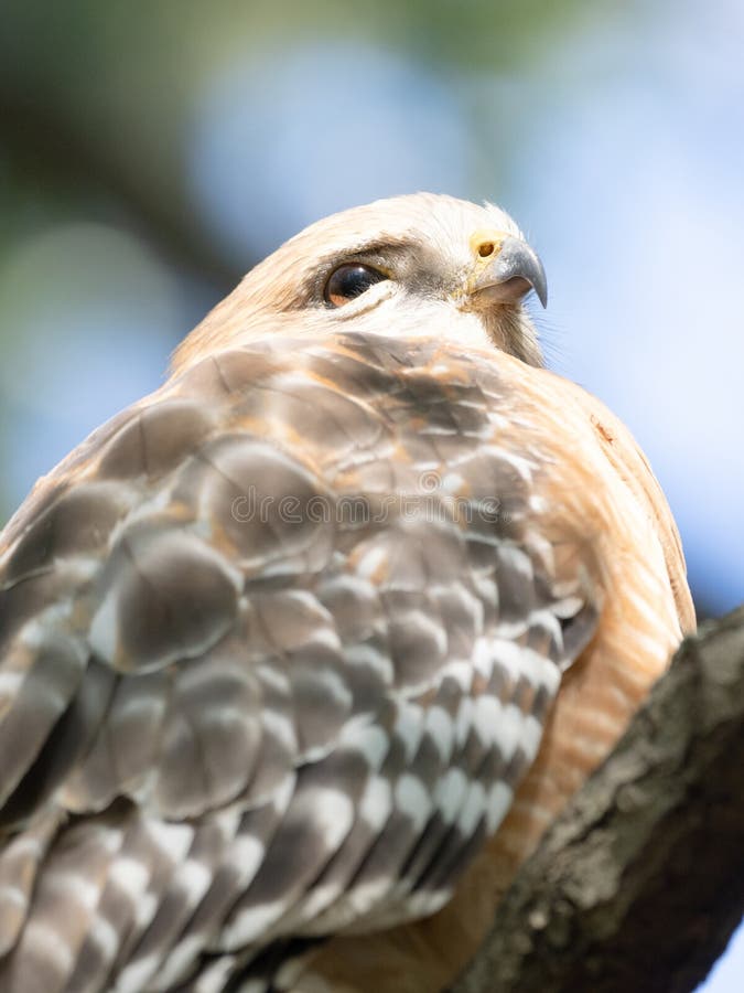 Low Angle Close Up of a Red-Shouldered Hawk Perched on a Pine Branch ...