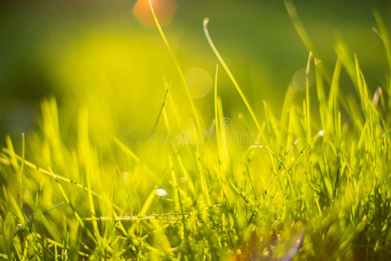 Wild Spring Meadow in Backlight of Golden Hour, 2023, Horizontal Format ...