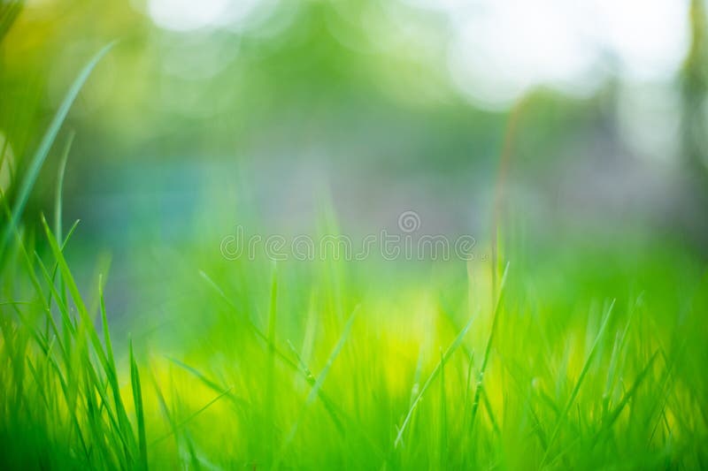 Wild Spring Meadow in Backlight of Golden Hour, 2023, Horizontal Format ...