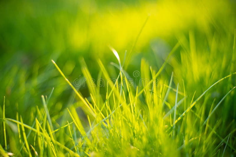 Wild Spring Meadow in Backlight of Golden Hour, 2023, Horizontal Format ...