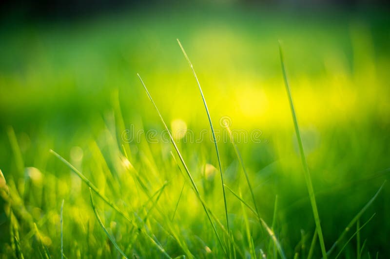 Wild Spring Meadow in Backlight of Golden Hour, 2023, Horizontal Format ...