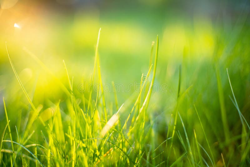 Wild Spring Meadow in Backlight of Golden Hour, 2023, Horizontal Format ...