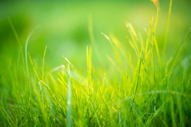 Meadow in Backlight of Golden Hour, 2023, Horizontal Format Stock Photo ...