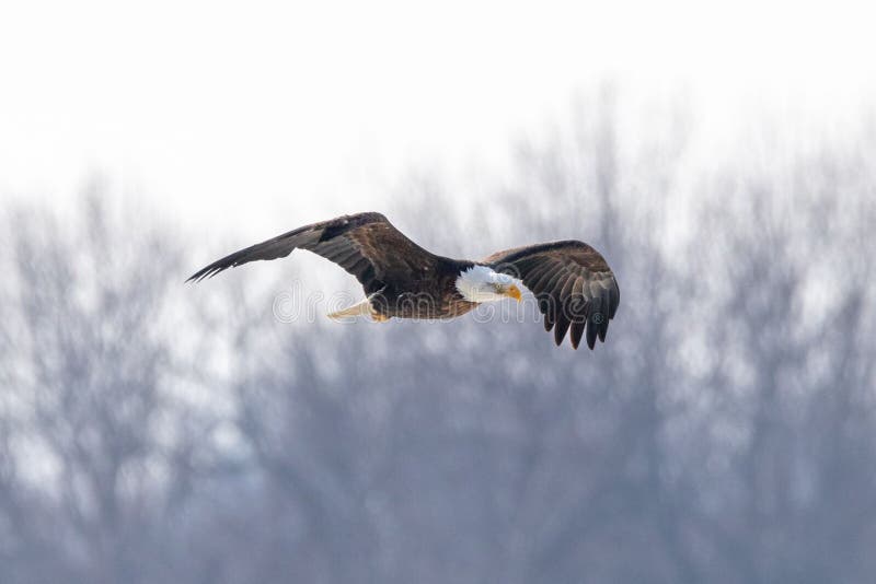Low-angle Closeup of a Bald Eagle Flying with Frozen Trees Blurred in ...