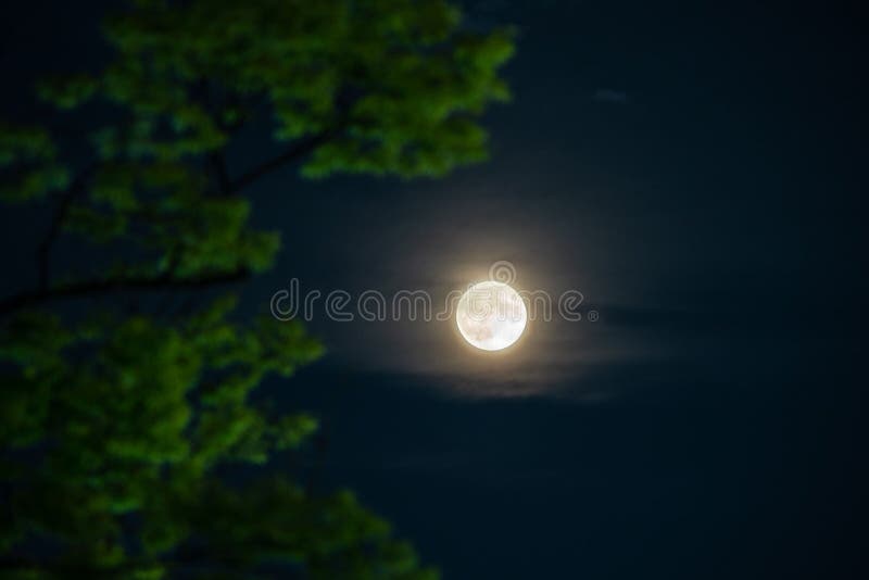 Low-angle Closeup of the Full Moon in the Shining Sky Tree Branches ...