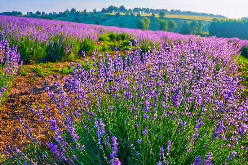 Closeup of the Purple Lavender Shrubs in the Field Stock Photo - Image ...