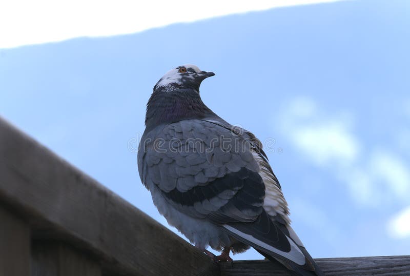 Low Angle Closeup of a Pigeon Sitting on the Rood Under a Clear Blue ...
