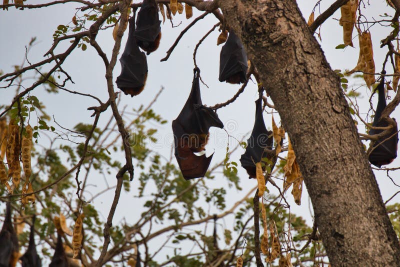 Low Angle Closeup Shot of Bats Hanging from Tree Branches Under a Clear ...