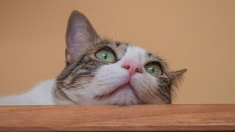 Low Angle Cat Face stock image. Image of domesticcat - 109721805