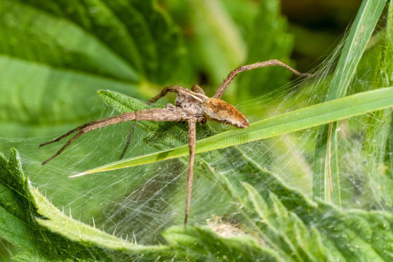 Nursery web spider stock image. Image of partly, outdoor - 289576735