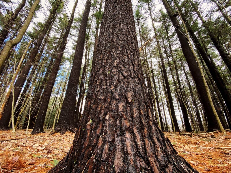Trunk of Tall Trees in Arctic Norway Stock Photo - Image of norway ...