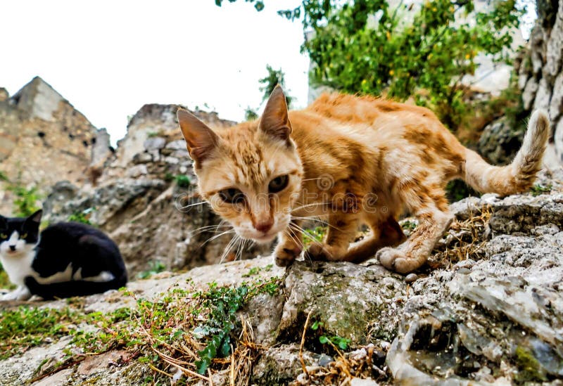 Low Angle Closeup Shot of Two Cats Sitting on the Rocks Stock Photo ...