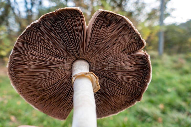 Low-angle Closeup of a Two-spored Champignon in a Natural Outdoor ...