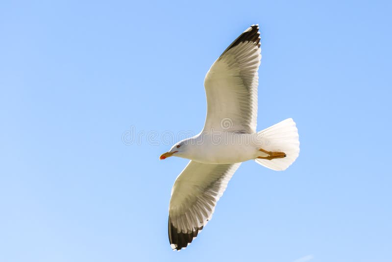 Low Angle Closeup of a White Seagull Flying with Fully Spread Wings ...