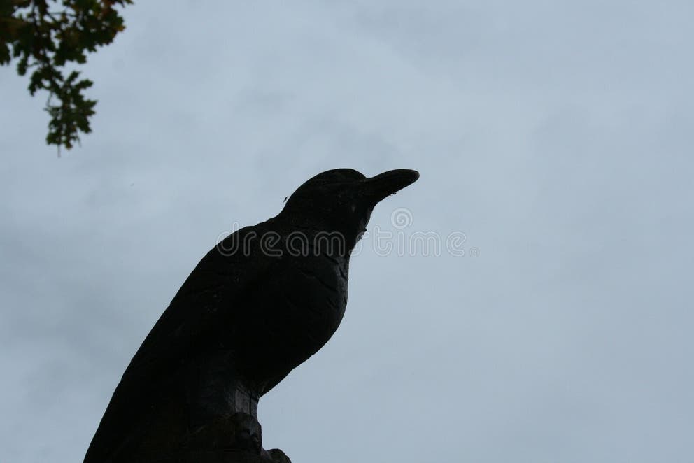 Low Angle of a Common Raven Bird Under Blue Sky with Tree Branch Stock ...