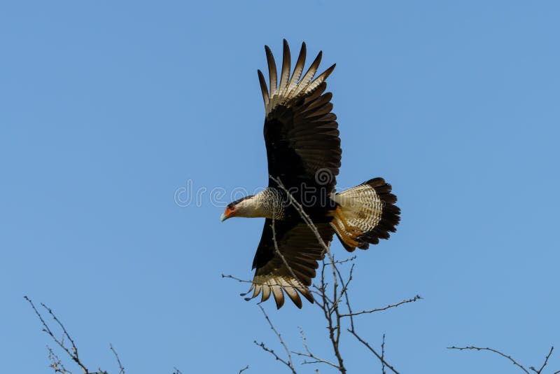 Low Angle of a Crested Caracara Bird Flying in the Blue Sky Stock Photo ...
