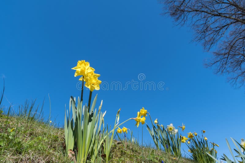 Low angle daffodil flowers stock photo. Image of garden - 91982460