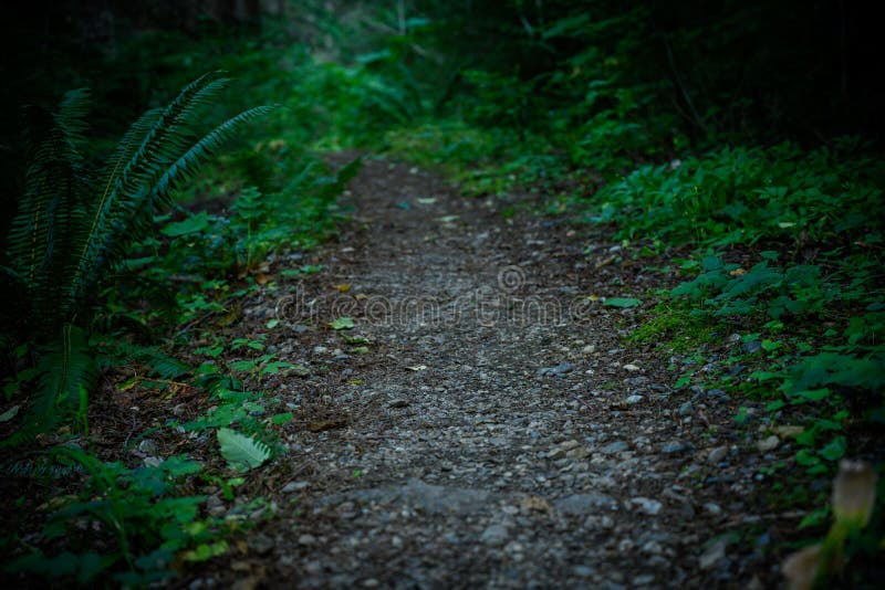 Low Angle of Dirt Trail with Ferns Stock Photo - Image of mountains ...