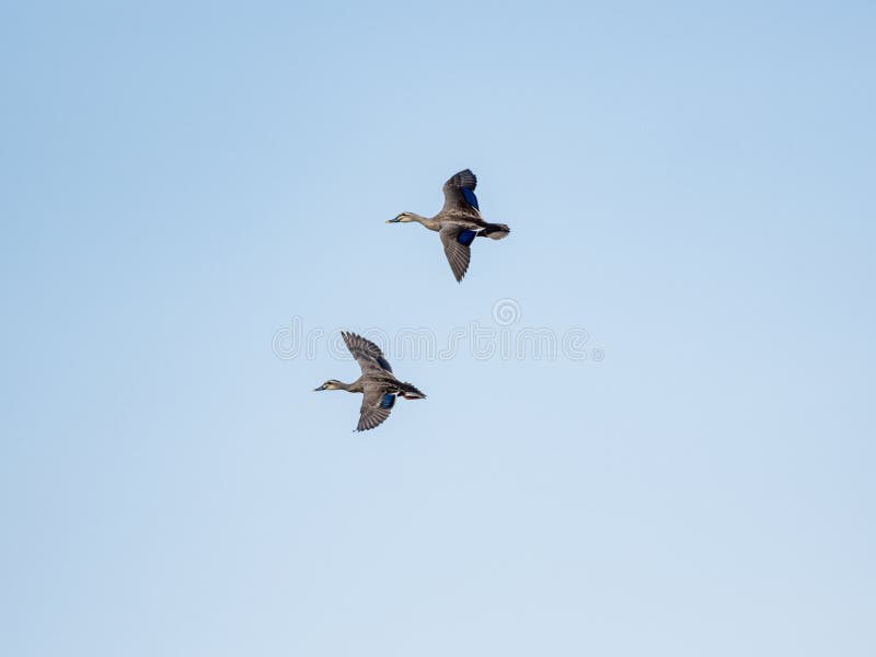 Low Angle of an Eastern Spot-billed Duck (Anas Zonorhyncha) Hovering in ...
