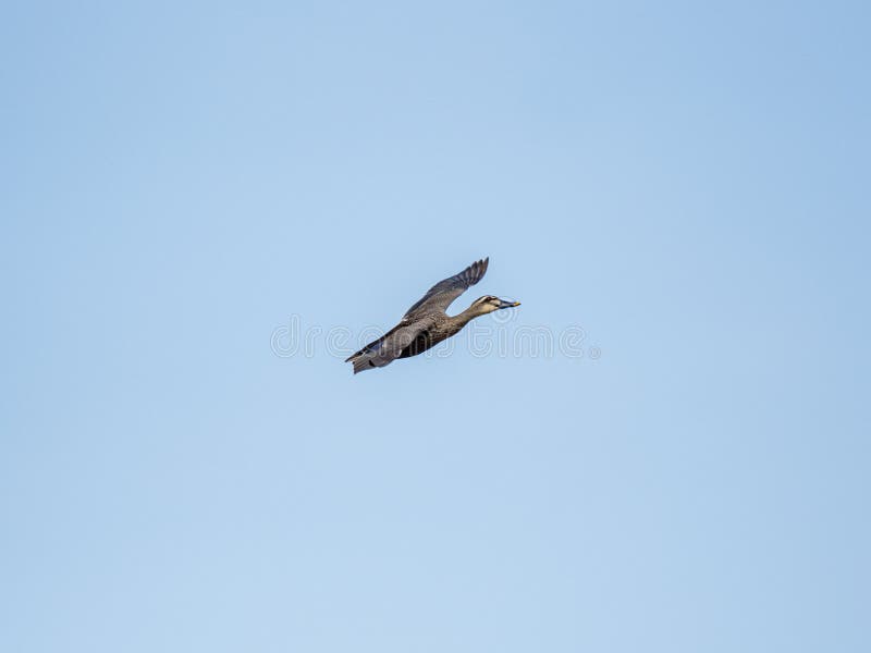 Eastern Spot-billed Duck in a Lake Stock Photo - Image of environment ...