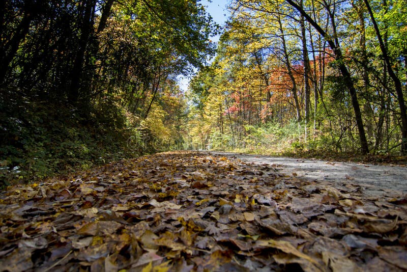 Low Angle of Fall Leaves on Ground with Street Stock Photo - Image of ...