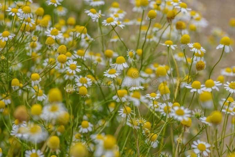 Low Angle Field of Small Daisies with Soft Focus Stock Photo - Image of ...