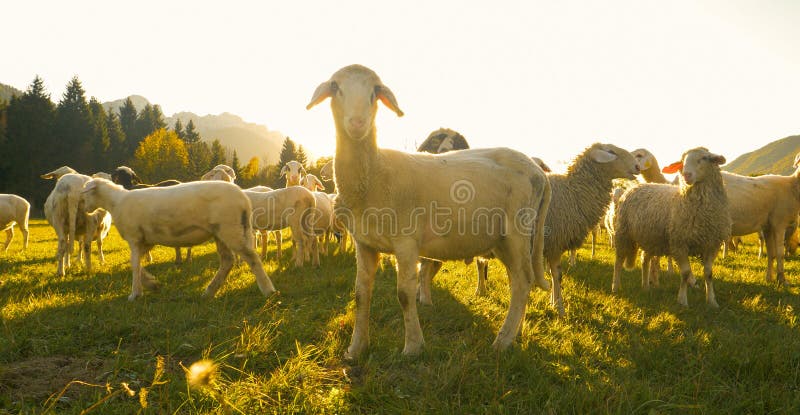 LOW ANGLE: Flock of Curious Sheep Wander Around the Enclosed Pasture at ... LOW ANGLE: Flock of Curious Sheep Wander Around the Enclosed Pasture at ...