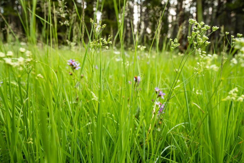 Low Angle of Flowers and Grass in Field Stock Photo - Image of thick ...