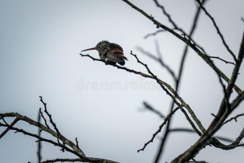 Low Angle of a Fluffy Rufous-tailed Hummingbird (Amazilia Tzacatl ...